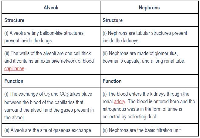 Give four differences between the alveoli and nephron on the base of ...