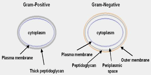 Prokaryotic Cells: Cell Envelope & Components of Bacterial Cell - Notes ...