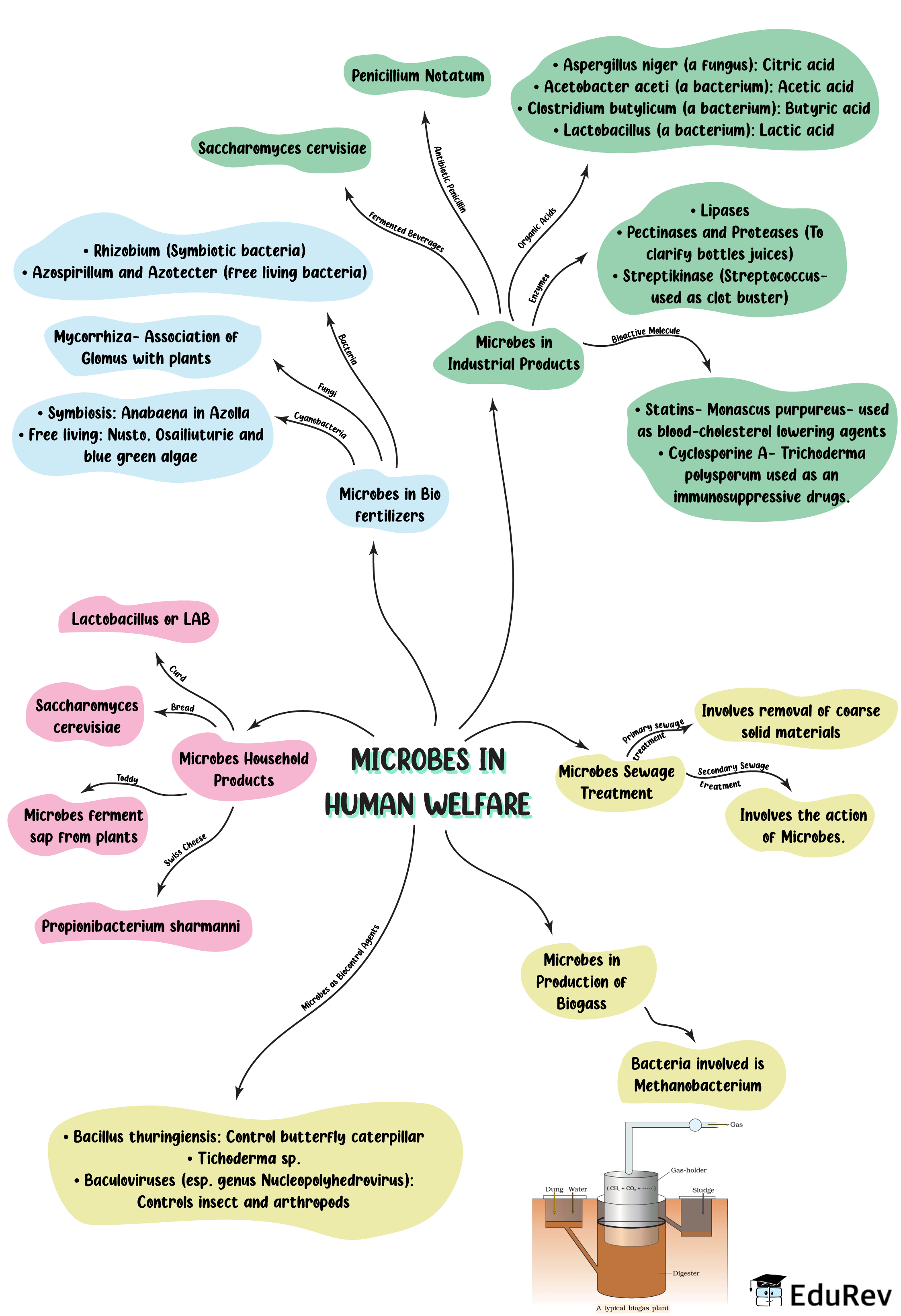 Mind Map: Microbes in Human Welfare Notes | EduRev