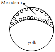 General Properties of Embryonic Development - Notes | Study Additional ...