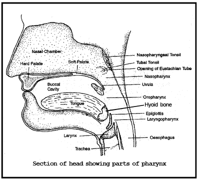 Mouth, Buccal Cavity and Tongue NEET Notes | EduRev