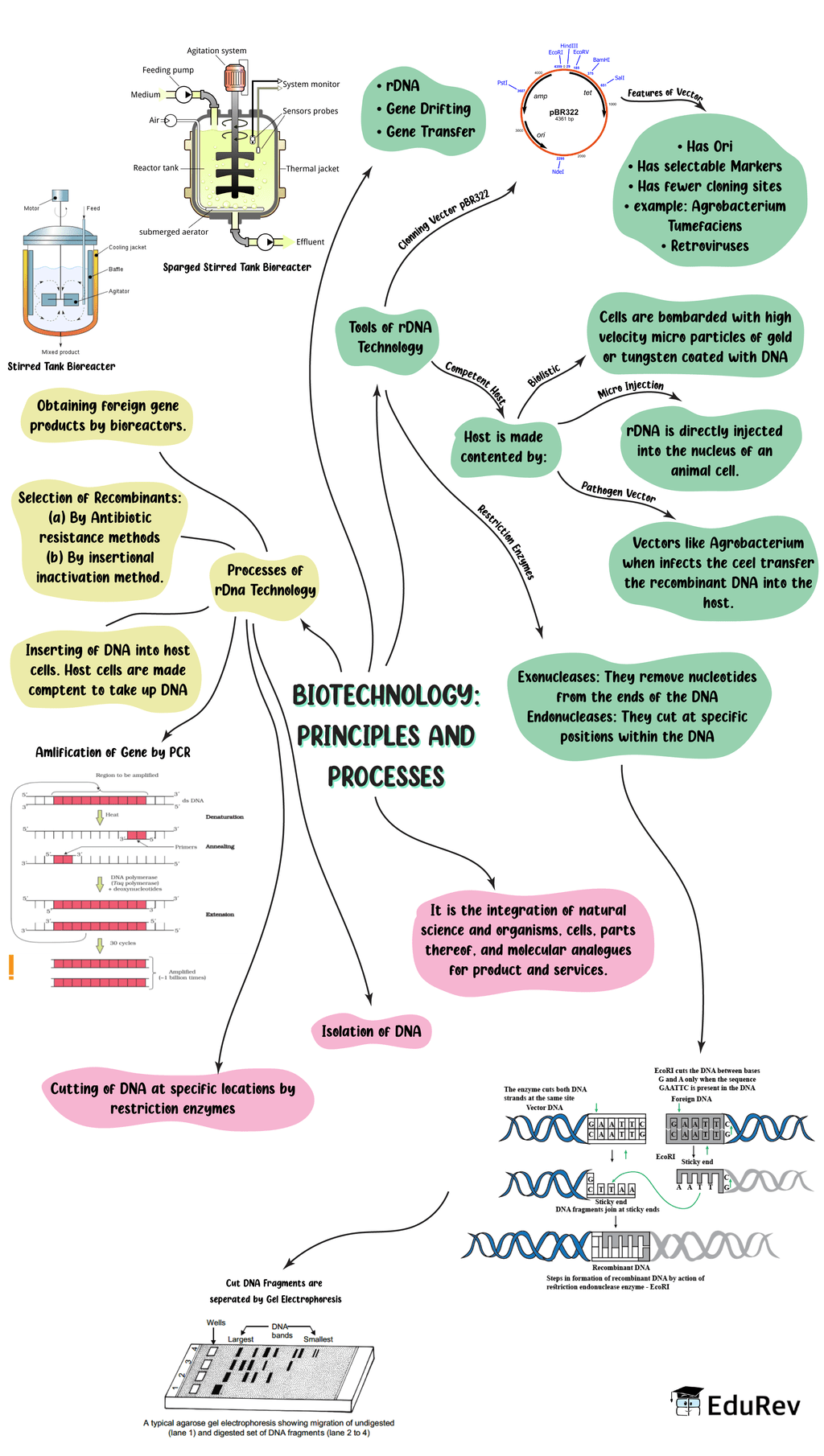 Mind Map: Biotechnology - Principle and Processes Notes | EduRev
