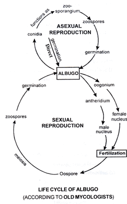 Doc: Albugo Or Cystopus NEET Notes | EduRev