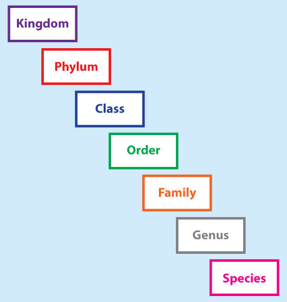 Diversity in the Living World, Taxonomy and Taxonomical Aids - The ...