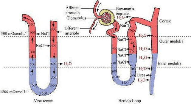 NCERT Solutions - Excretory Products and Their Elimination NEET Notes ...