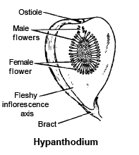 Doc: Flower Inflorescence NEET Notes | EduRev