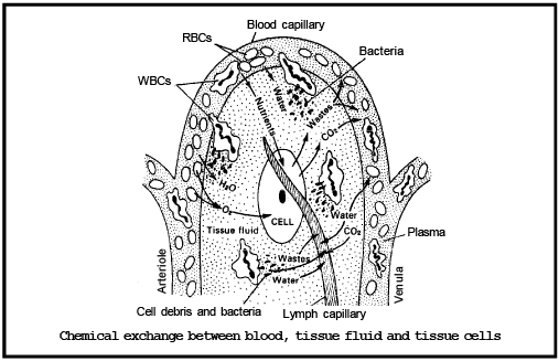 Lymphatic System - Notes | Study Biology Class 11 - NEET