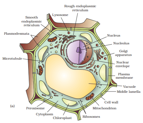 Microbodies NEET Notes | EduRev
