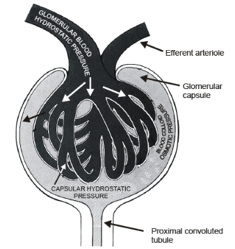 Mechanism Of Urine Formation NEET Notes | EduRev
