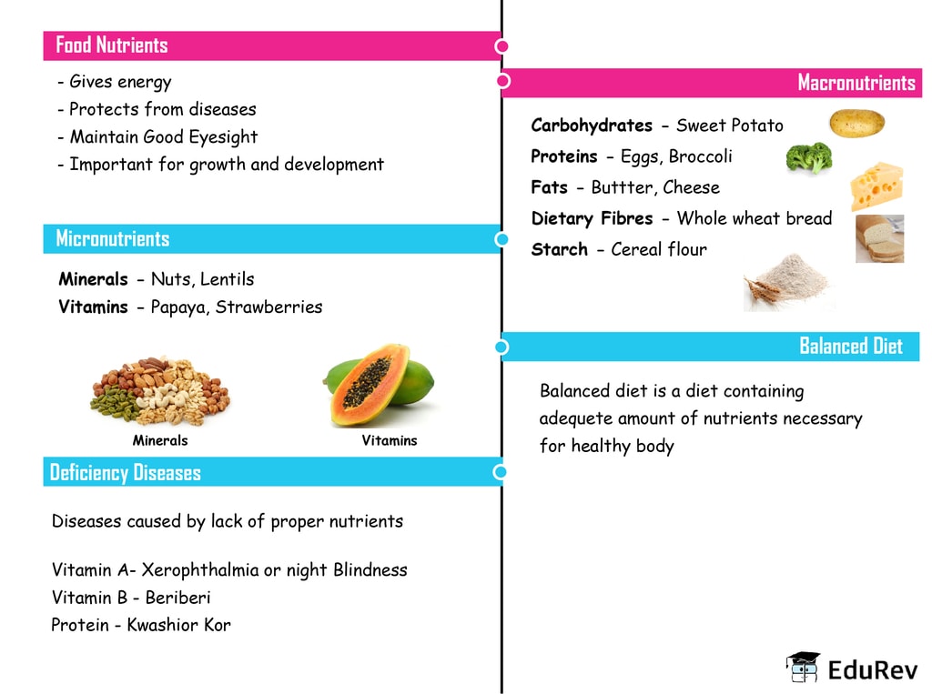 Mindmap: Components of Food Notes | EduRev