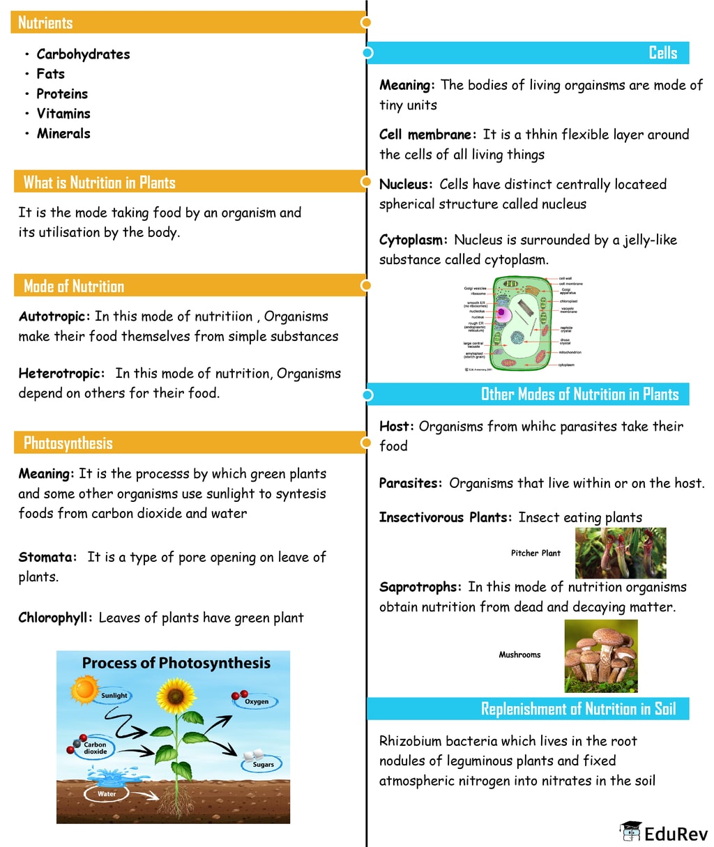 Mindmap: Nutrition in Plants Notes | EduRev