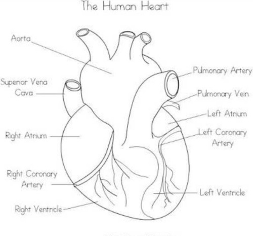  How To Draw Human Heart Class 10 Step By Step Learn How To Draw