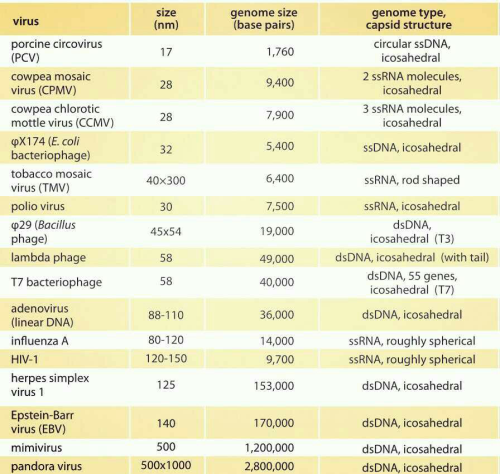 Smallest and largest plant virus? | EduRev NEET Question