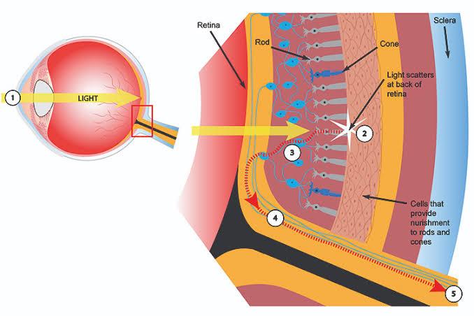 How Many Rods And Cones Does The Human Eye Have
