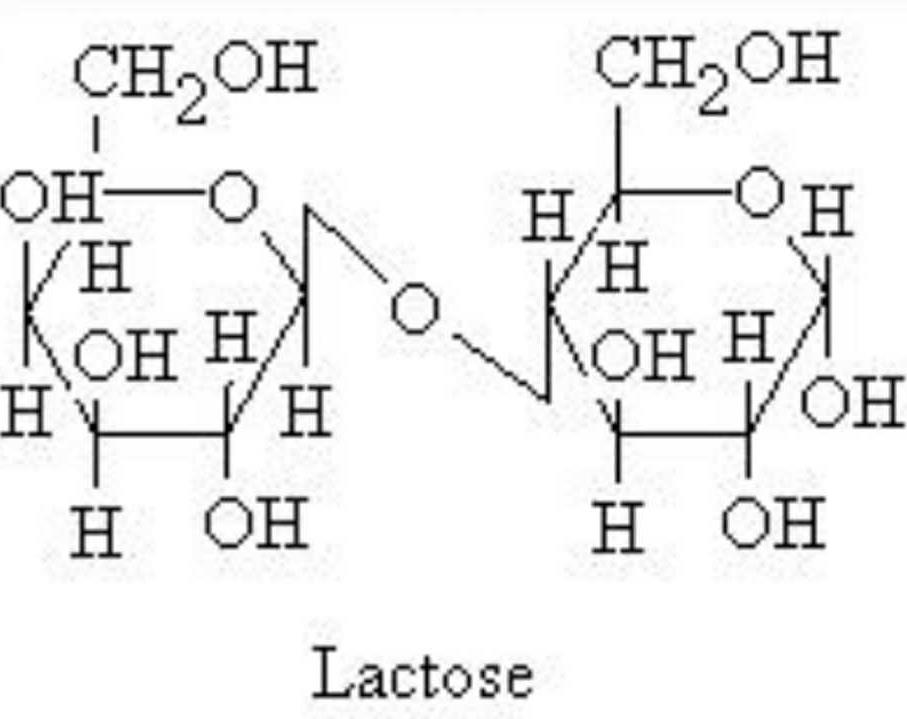 Draw the structure of lactose? | EduRev Class 12 Question