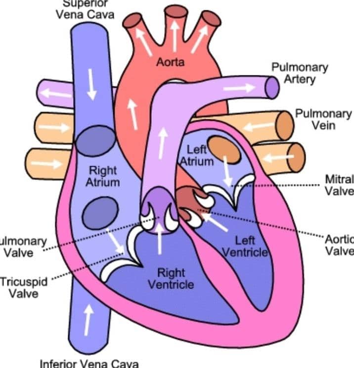 Draw a sectional view of the human heart and label on it – Aorta, Right ...