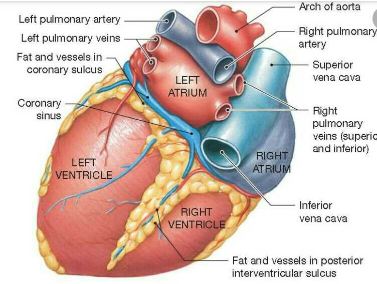 How To Draw The Diagram Of Heart EduRev Class 7 Question