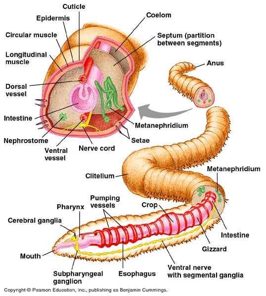 In Earthworm The Gizzard Is Found In Thea 8 11th Segmentb 8 10th in-earthworm-the-gizzard-is-found-in-thea-8-11th-segmentb-8-10th