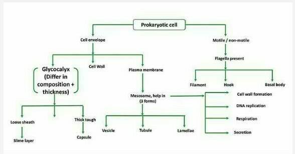 Flowchart on prokaryotic cell? | EduRev NEET Question