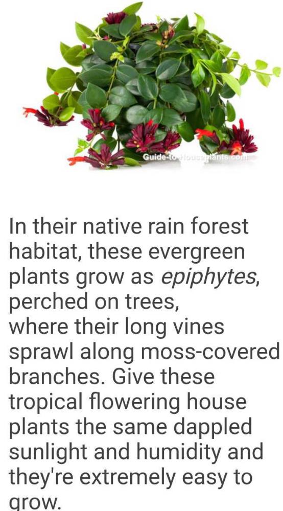 What are variegated leaves? | EduRev Class 10 Question