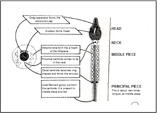 Chapter Notes - Human Reproduction, Class 12, Biology Class 12 Notes ...