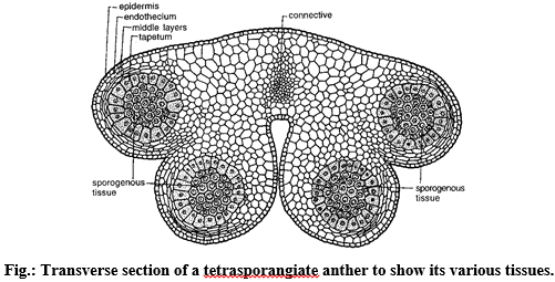 Sexual Reproduction in Flowering Plants, Chapter Notes, Class 12 ...