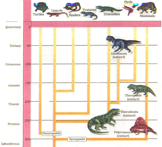 Evolution - Class 12, Biology | EduRev Notes