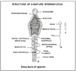 Chapter Notes - Human Reproduction, Class 12, Biology Class 12 Notes ...