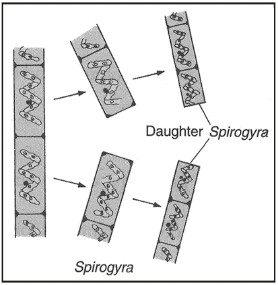 Modes of Reproduction used by Single Organism Class 10 Notes | EduRev