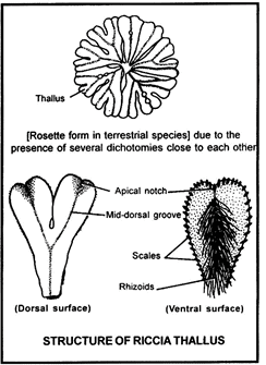 Riccia Diagram Quick Notes On Riccia (With Diagrams) | Biology