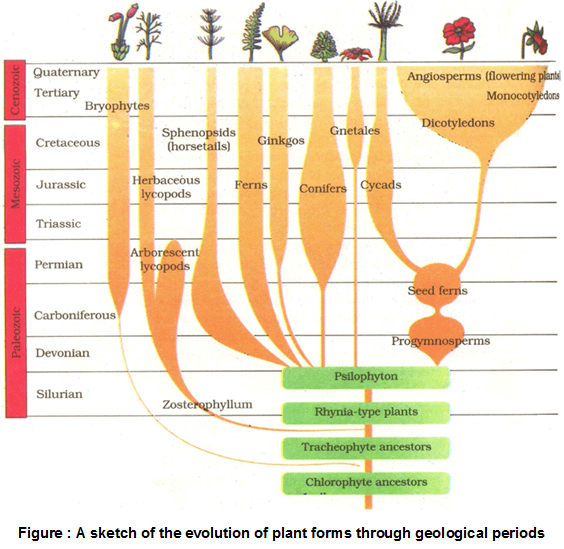 Evidence of Evolution & Adaptive Radiation - Notes | Study Biology ...