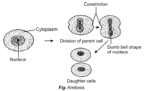 Cell Division, Chapter Notes, Class 11, Biology Class 11 Notes | EduRev
