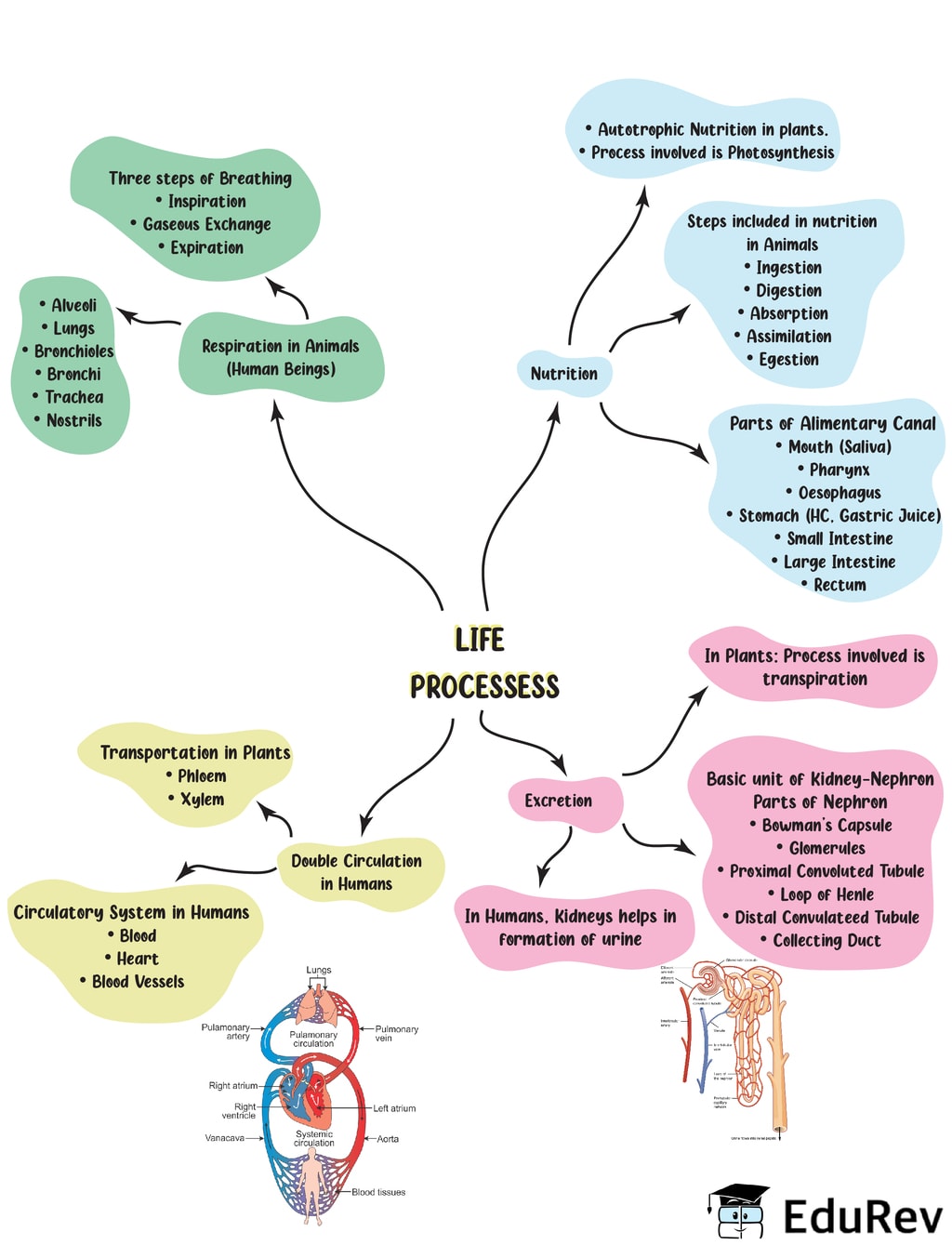 Mindmap Life Processes Class 10 Notes EduRev Mindmap Life Processes Class 10 Notes EduRev
