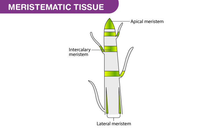 Plant Tissues Tissues Class 9 EduRev Notes