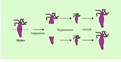 What is difference between budding in yeast and hydra? | EduRev Class ...