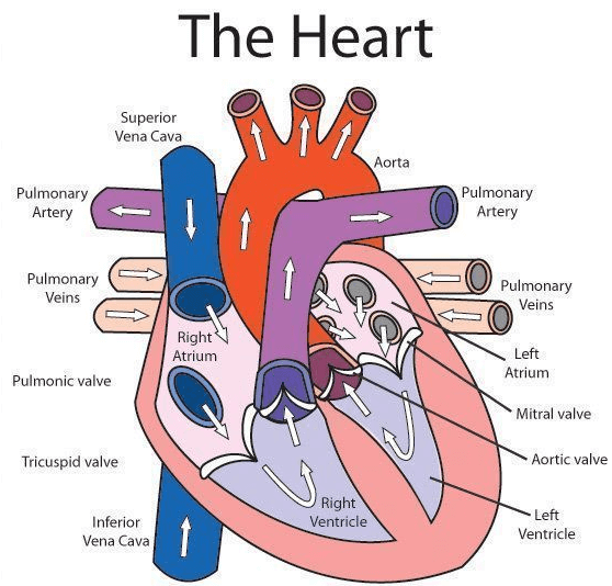 STRUCTURE OF HUMAN HEART Class 10 Notes EduRev