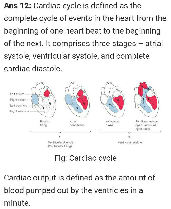 Define cardiac cycle and cardiac output? | EduRev NEET Question