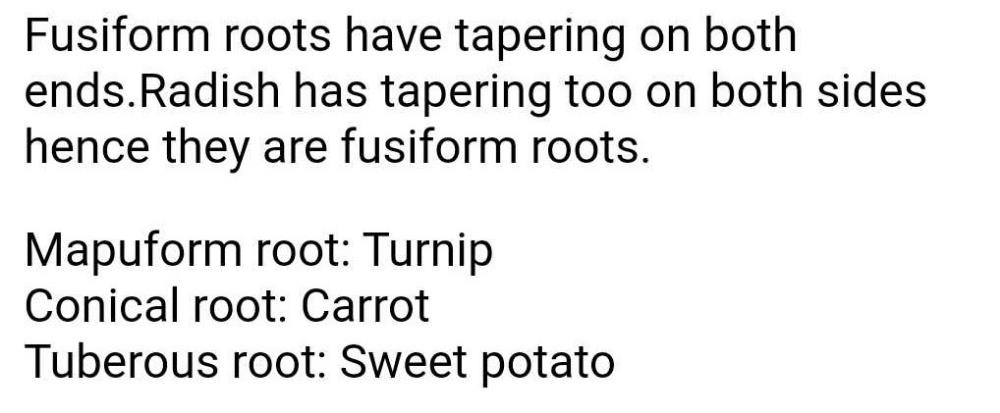 Radish is an example of -a)Fusiform rootb)Napiform rootc)Conical rootd ...