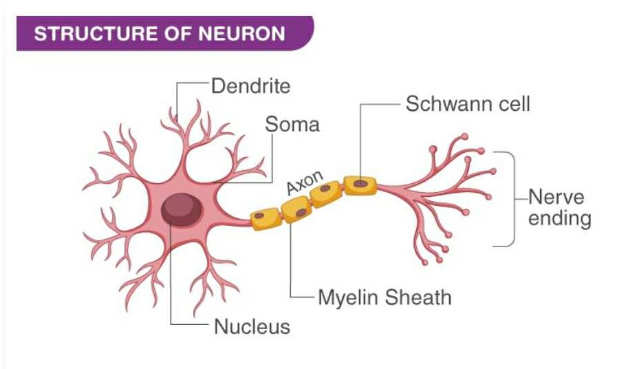 Structure of neuron .? | EduRev Class 10 Question Structure of neuron .? | EduRev Class 10 Question