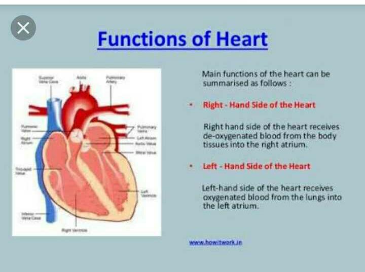 What Is The Main Function Of Human Heart EduRev Class 10 Question