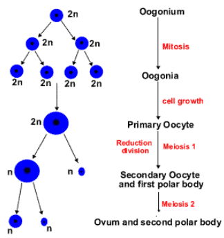 Oogenesis & Types of Eggs - Notes | Study Additional Study Material for ...