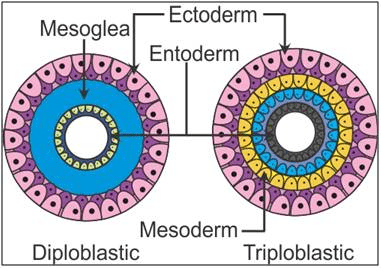 Symmetry and Diploblastic & Triploblastic NEET Notes | EduRev