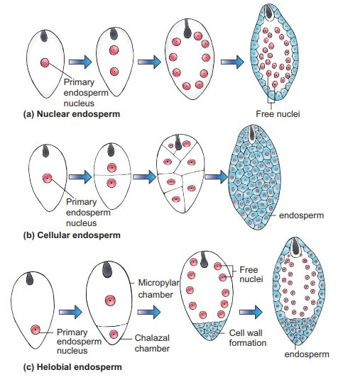 Embryo Development NEET Notes | EduRev