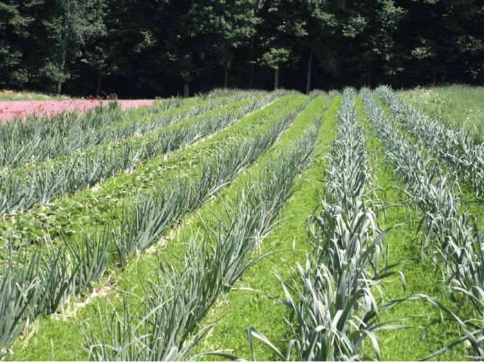 NCERT Solutions Land Soil Water Natural Vegetation And Wildlife ncert-solutions-land-soil-water-natural-vegetation-and-wildlife