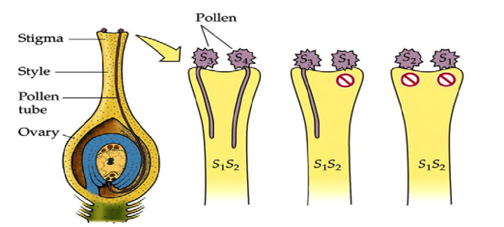 Pollination - Notes | Study Biology Class 12 - NEET
