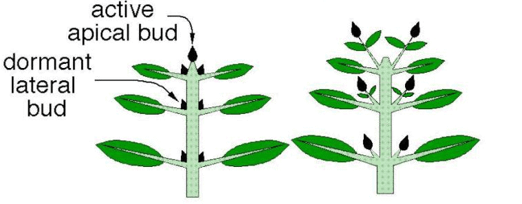Post-Fertilisation: Development of Seed & Fruit - Notes | Study Biology ...
