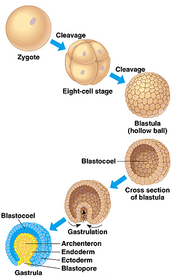 Sexual and Asexual Reproduction NEET Notes | EduRev