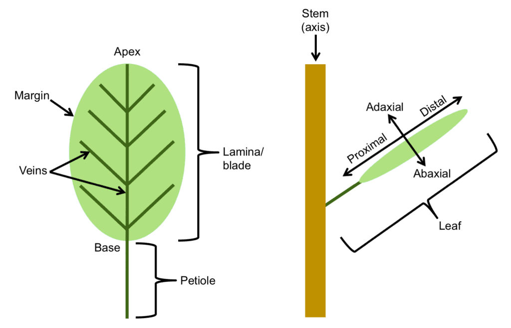 Types of Leaf NEET Notes | EduRev