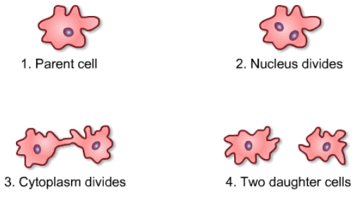 Theory & Procedure, Asexual Reproduction in Amoeba and Yeast Class 10 ...