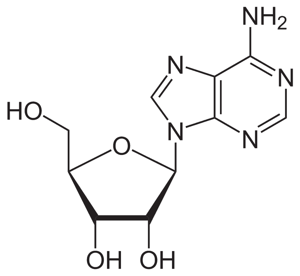Nucleotide Structure